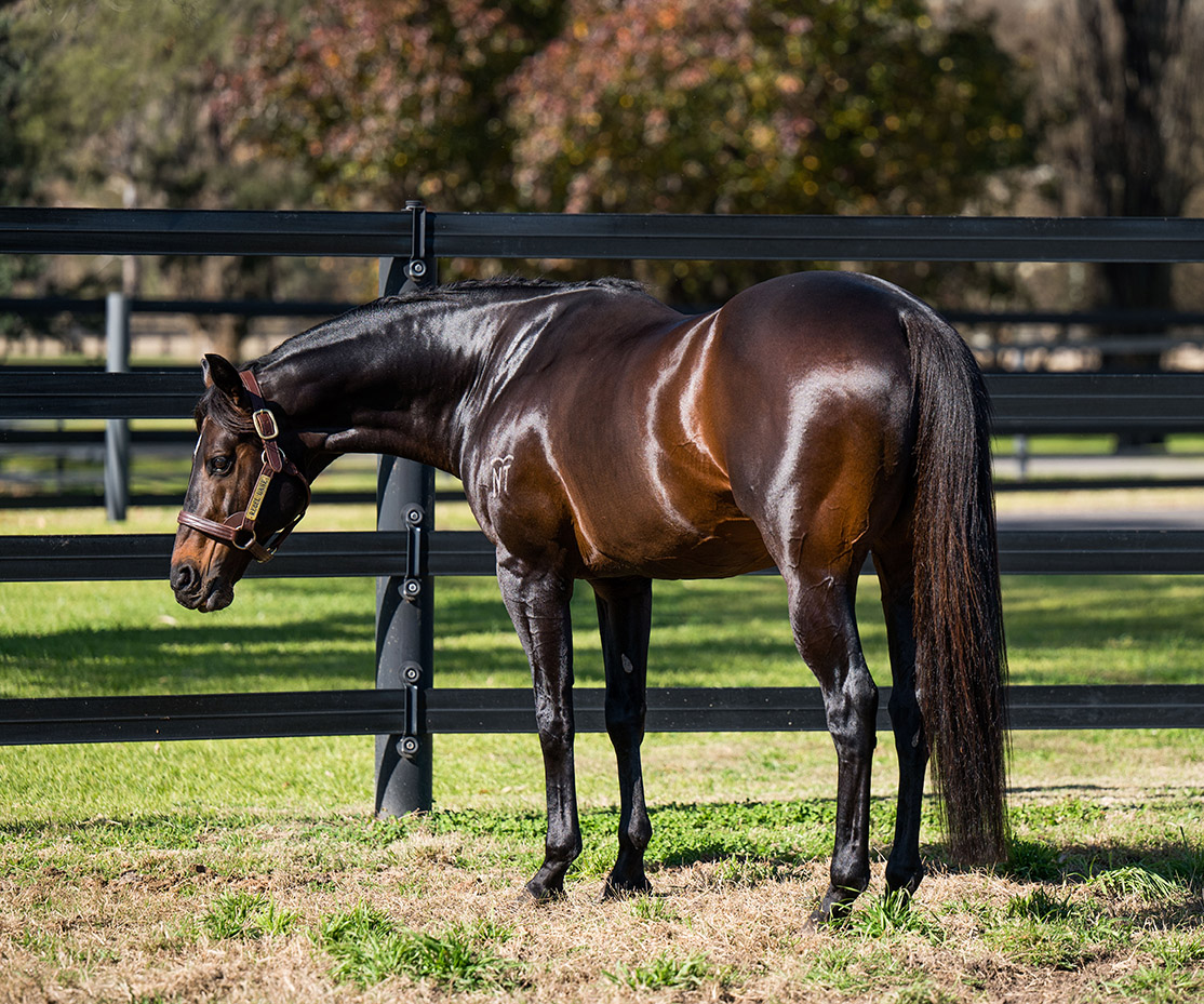 Fencing stallions safely - Duncan Equine Australia