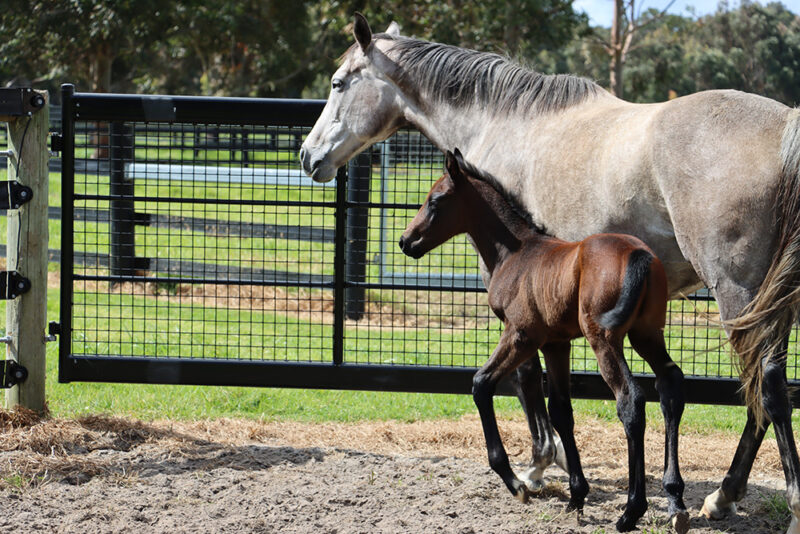 Fencing for foals checklist - Duncan Equine Australia