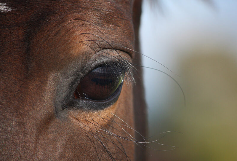 Horse fence visibility - Understanding equine eyesight - Duncan Equine ...